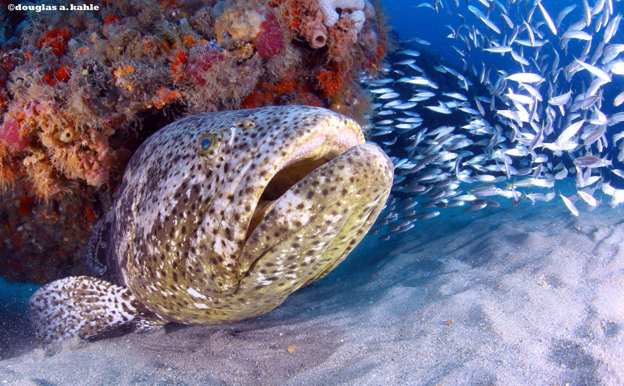 gallery.primofish.com - /2013/Fishing_Diving/Downloaded/HI_Res/