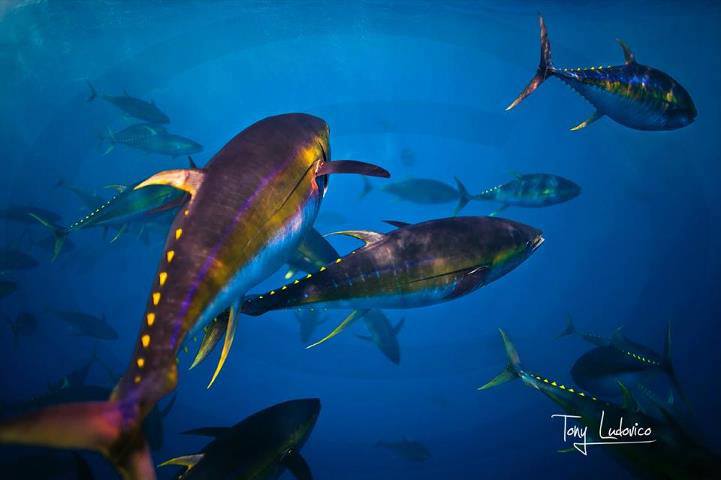 gallery.primofish.com - /2013/Fishing_Diving/Downloaded/HI_Res/